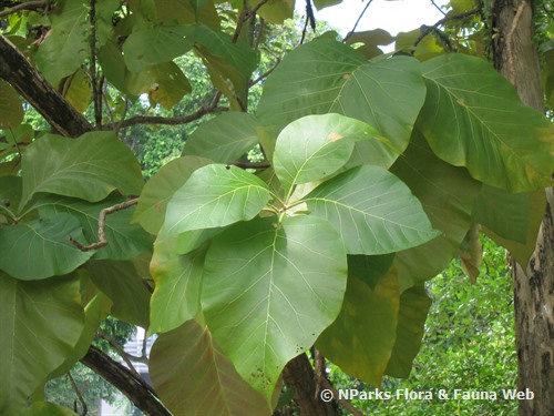 NParks | Tectona grandis