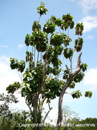 NParks | Tectona grandis