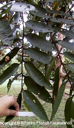 NParks | Terminalia brassii