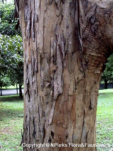 NParks | Terminalia brassii