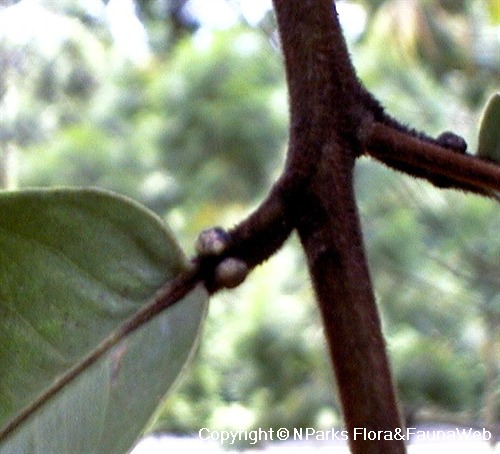NParks | Terminalia brassii
