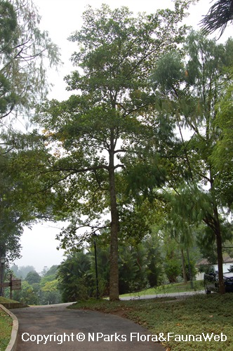 NParks | Terminalia ivorensis
