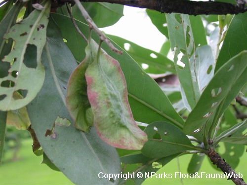 NParks | Terminalia sericea