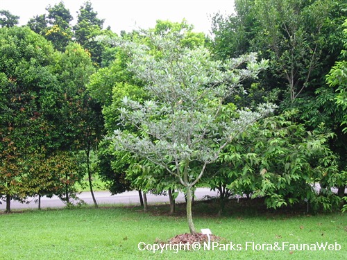 NParks | Terminalia sericea
