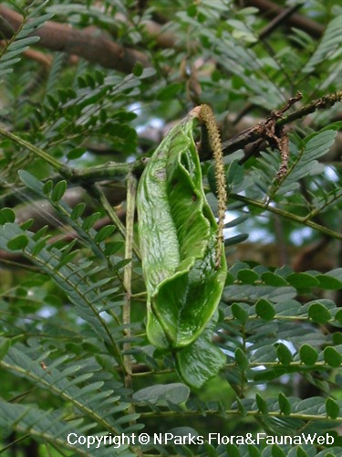 NParks | Tetrapleura tetraptera