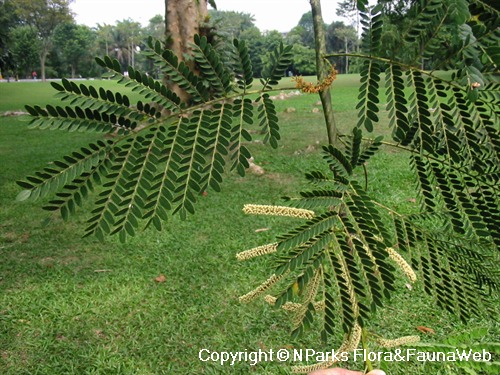 NParks | Tetrapleura tetraptera