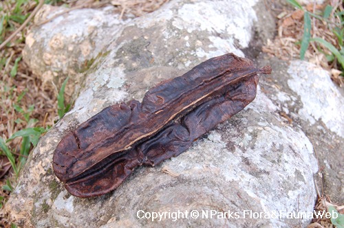 NParks | Tetrapleura tetraptera