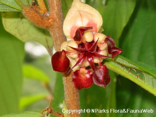 NParks | Citrus × microcarpa