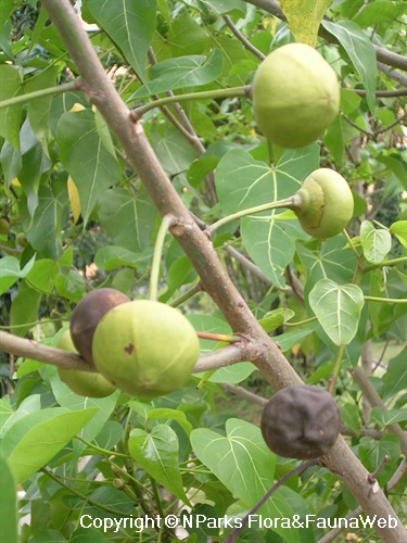 NParks | Thespesia populnea