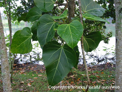 NParks | Thespesia populnea