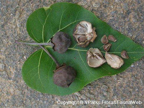 NParks | Thespesia populnea