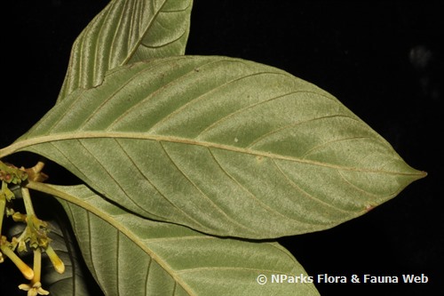 NParks | Timonius wallichianus