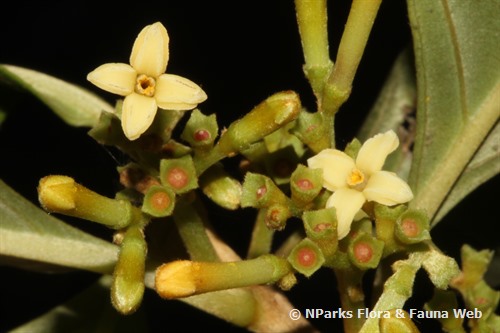 NParks | Timonius wallichianus