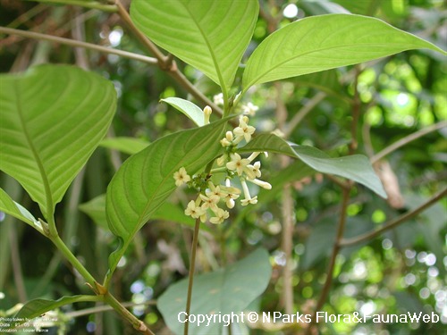 NParks | Timonius wallichianus