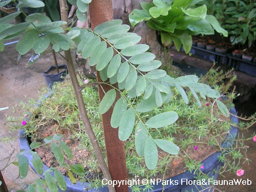 NParks | Tipuana tipu