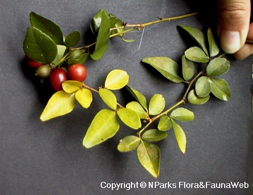 NParks | Triphasia trifolia