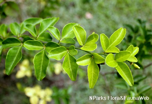 NParks | Triphasia trifolia