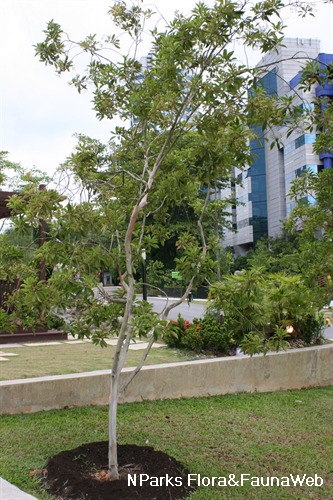 NParks | Tristaniopsis whiteana