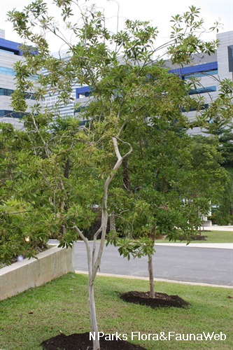 NParks | Tristaniopsis whiteana