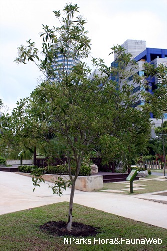 NParks | Tristaniopsis whiteana