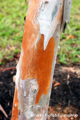 NParks | Tristaniopsis whiteana