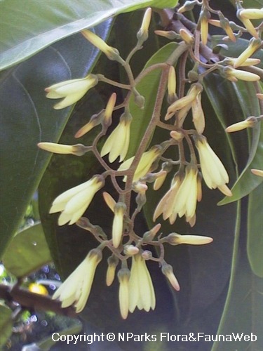 NParks | Vatica rassak