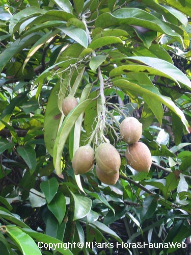 NParks | Vatica rassak