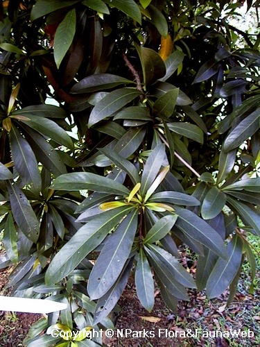 NParks | Xanthostemon chrysanthus