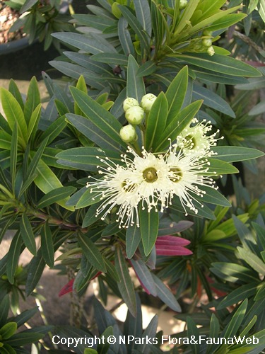 NParks | Xanthostemon verticillatus