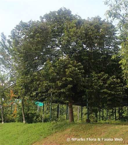 NParks | Xylopia ferruginea