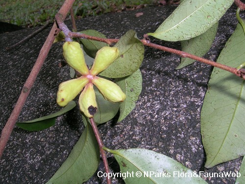 NParks | Xylopia malayana