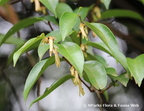 NParks | Xylopia malayana