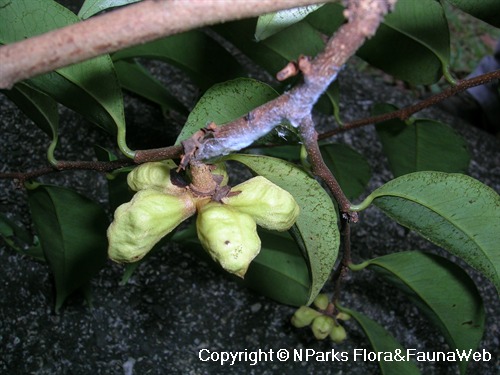 NParks | Xylopia malayana