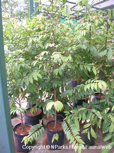 NParks | Xylopia malayana