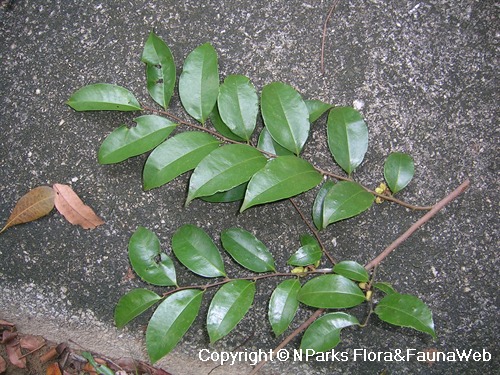 NParks | Xylopia malayana