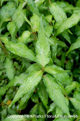 NParks | Persicaria odorata