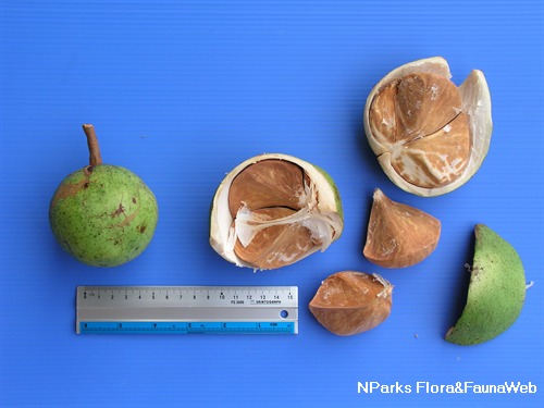 NParks | Xylocarpus moluccensis