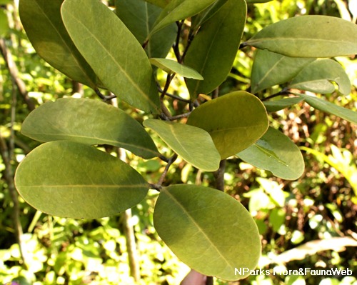 NParks | Xylocarpus moluccensis