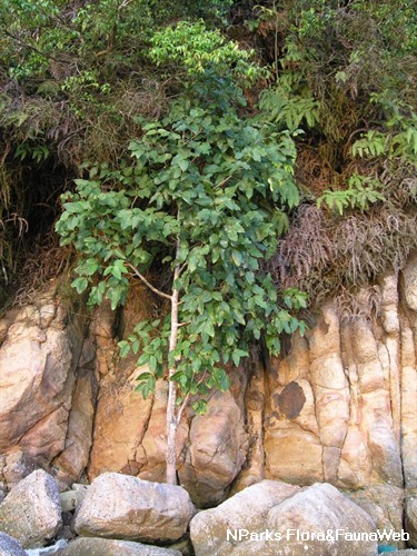 NParks | Xylocarpus rumphii