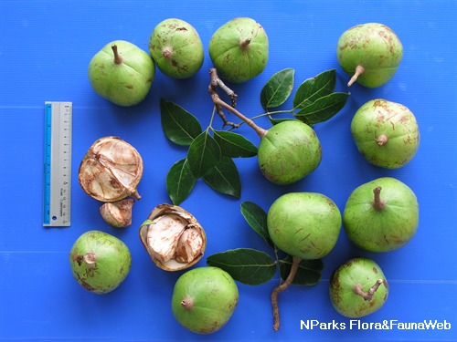 NParks | Xylocarpus rumphii