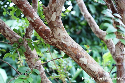 NParks | Plinia cauliflora