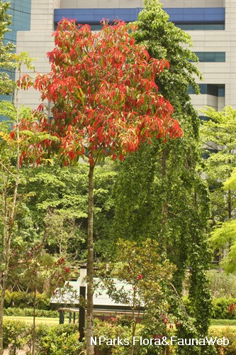 NParks | Garcinia cowa