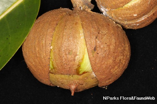 NParks | Kayea ferruginea