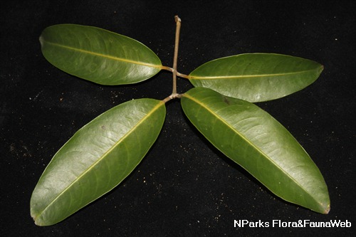 NParks | Kayea ferruginea