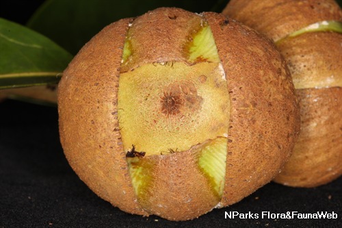 NParks | Kayea ferruginea