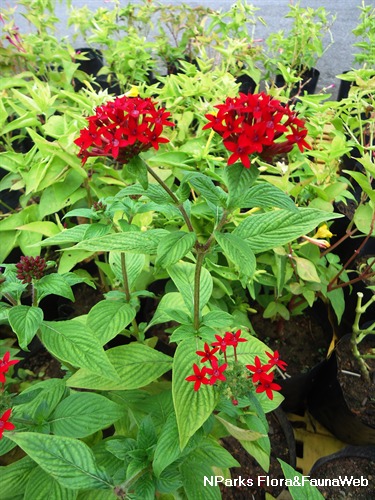 NParks | Pentas lanceolata