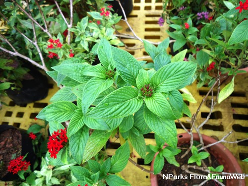 NParks | Pentas lanceolata