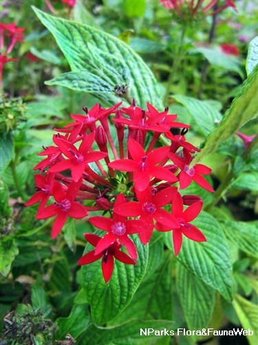 NParks | Pentas lanceolata