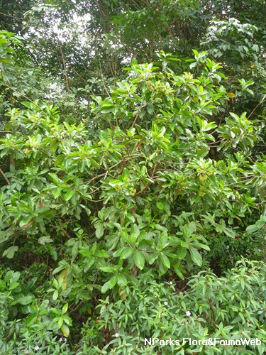 NParks | Ixonanthes reticulata