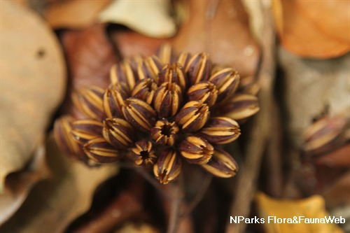 NParks | Ixonanthes reticulata